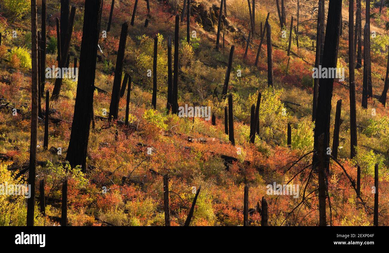New Growth Begins After Forest Fire Burnt Bark Charred Trees Stock ...