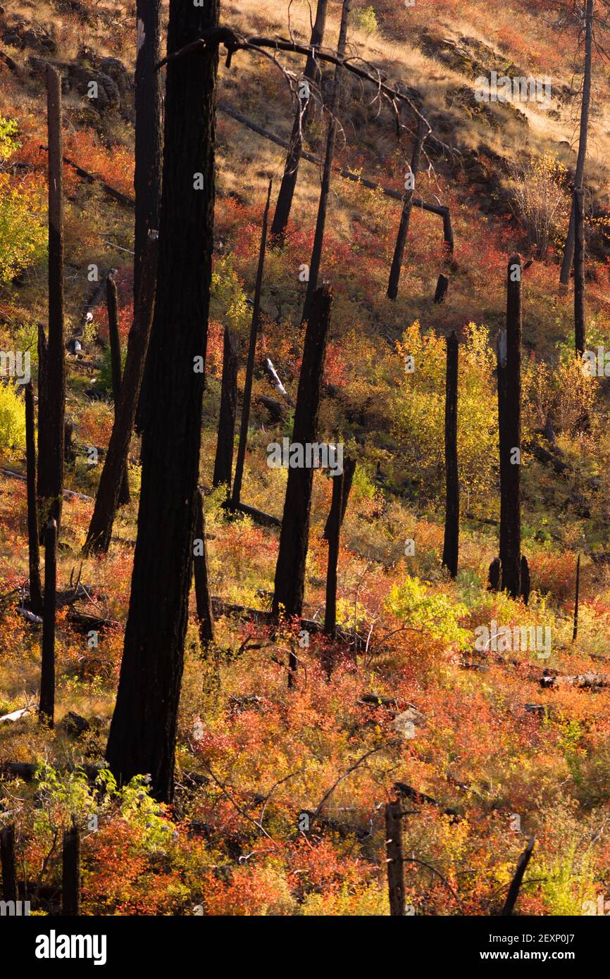 New growth after forest fire hi-res stock photography and images - Alamy