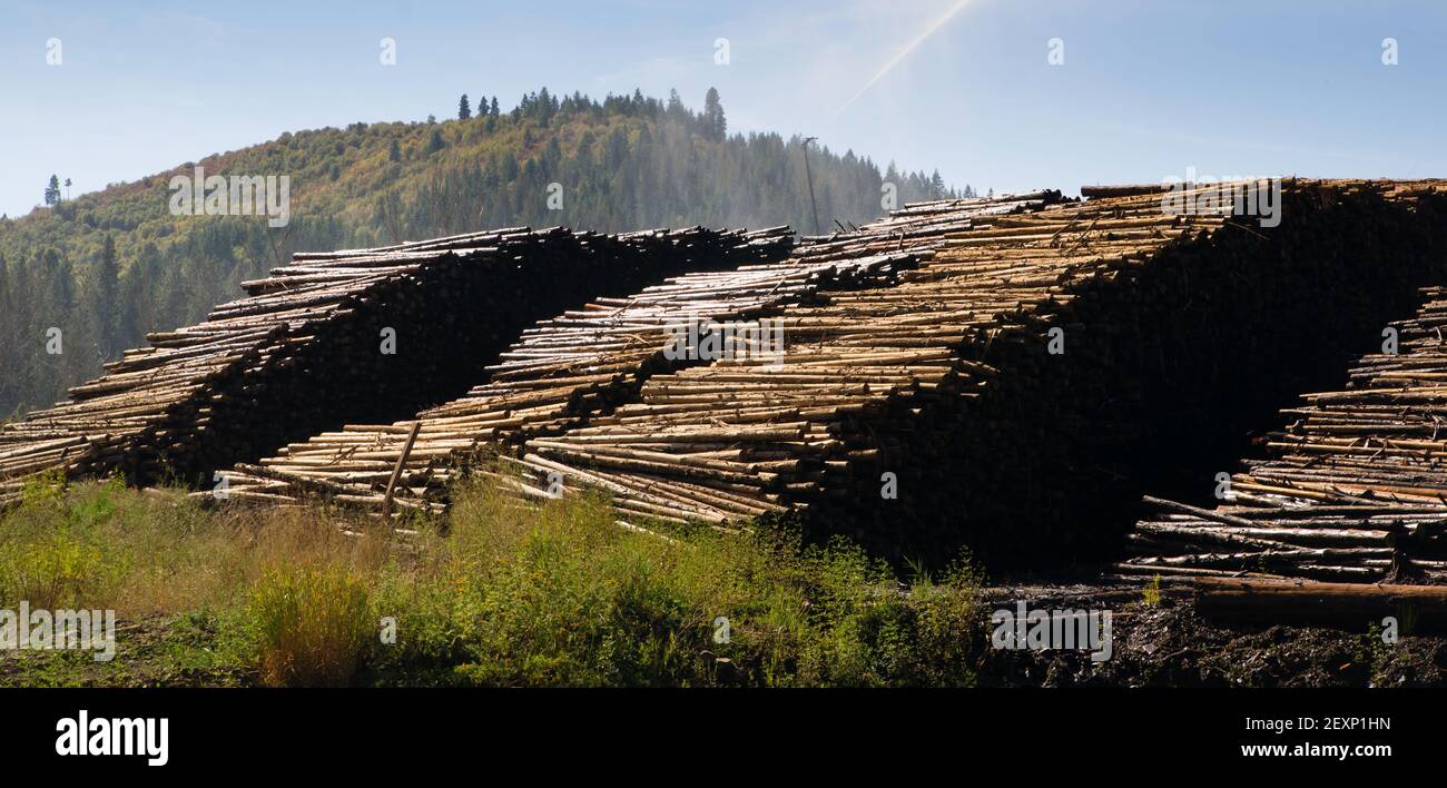 Large Timber Wood Log Lumber Processing Plant Logging Industry Stock ...