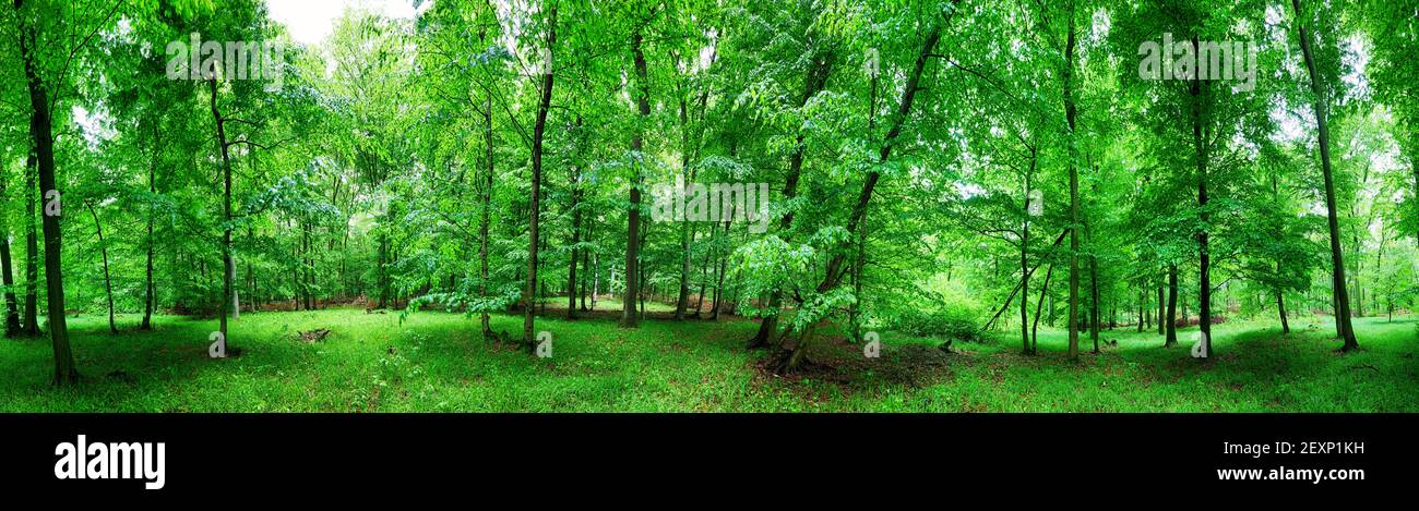 Rainforest tree panorama hi-res stock photography and images - Alamy