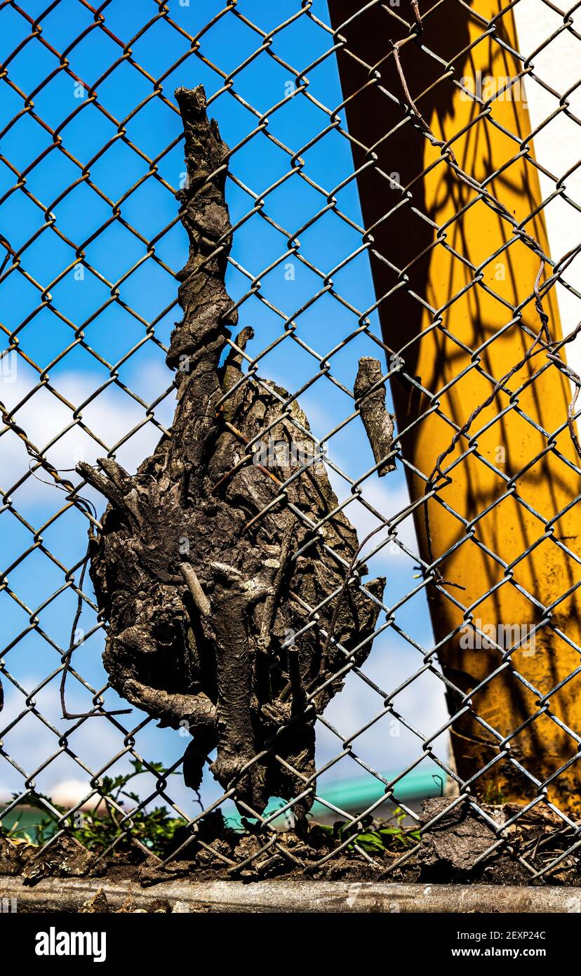 The remnants of a tree that grew through a metal fence, after that ...