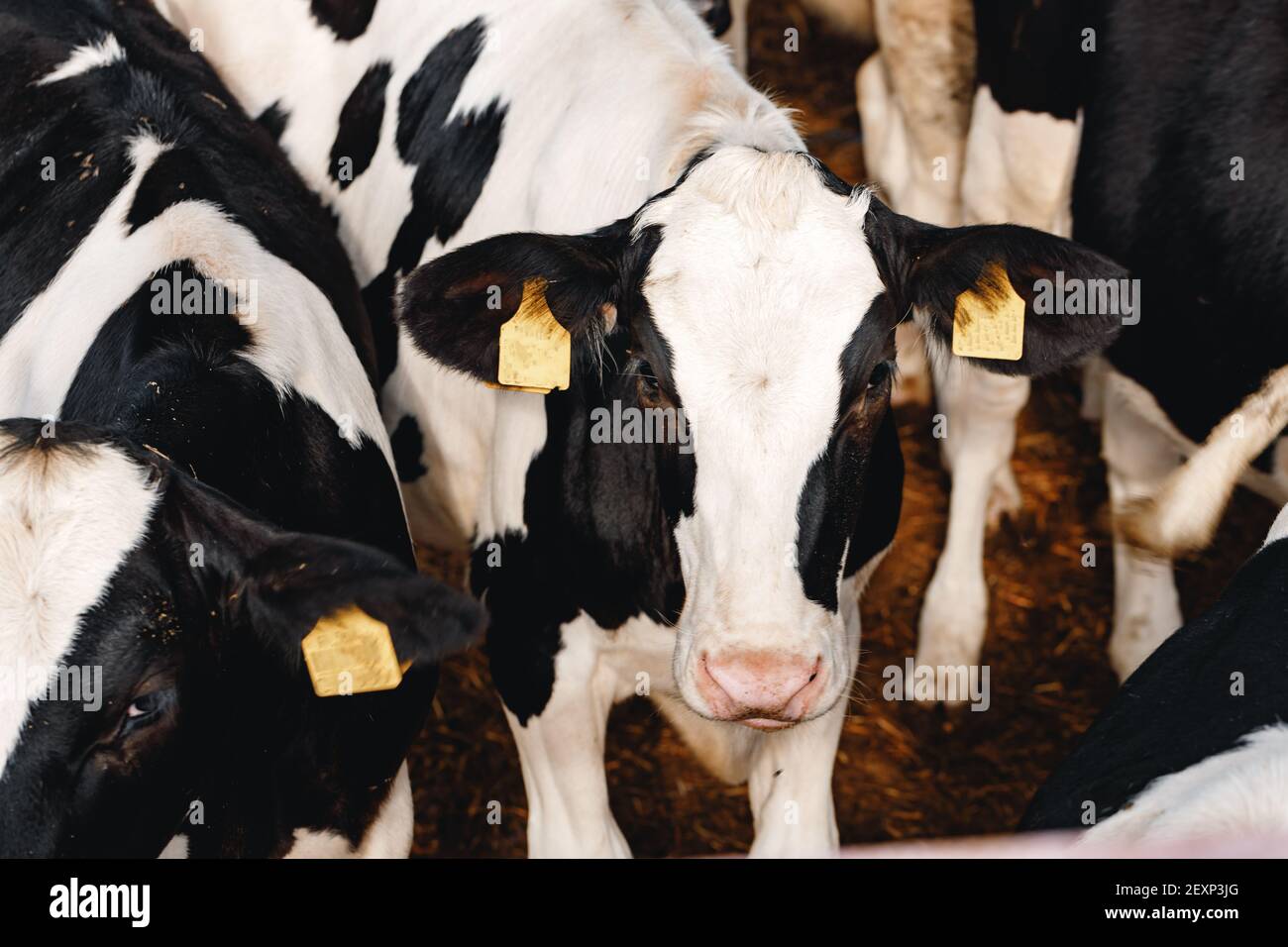 Black and white spotty cows on a farm Stock Photo - Alamy