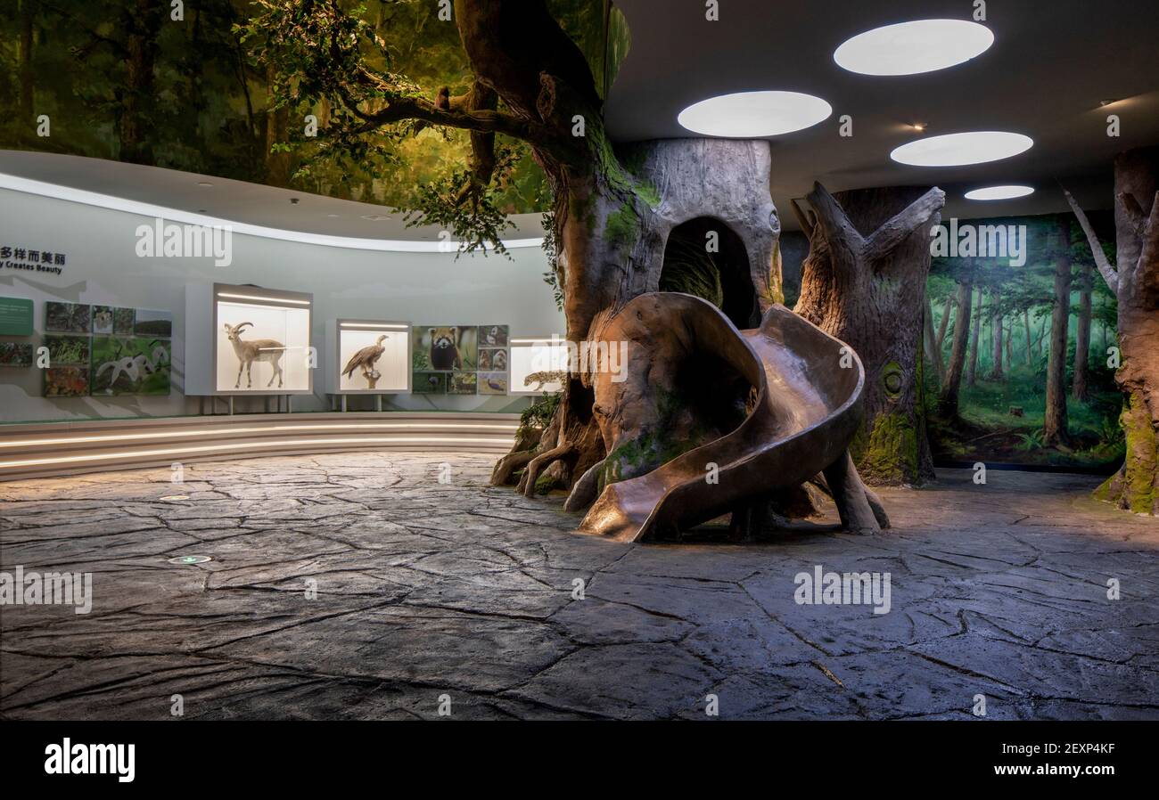 An interactive giant panda-themed museum, the first of its kind in the ...