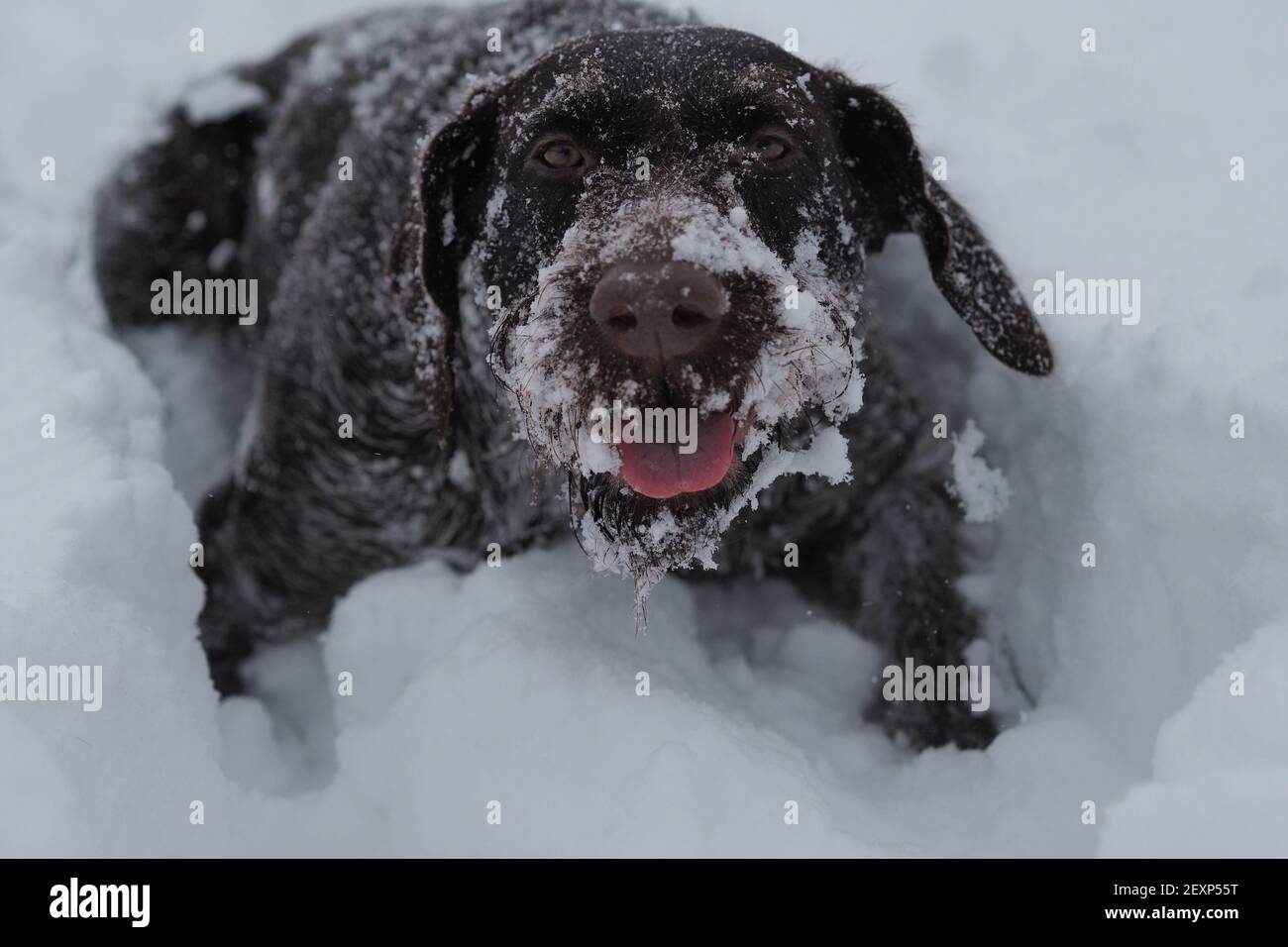 Dog hunting, German wire hair, winter in the field Stock Photo - Alamy