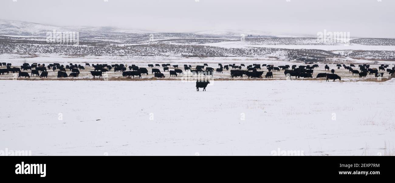 Freezing cattle hi-res stock photography and images - Alamy