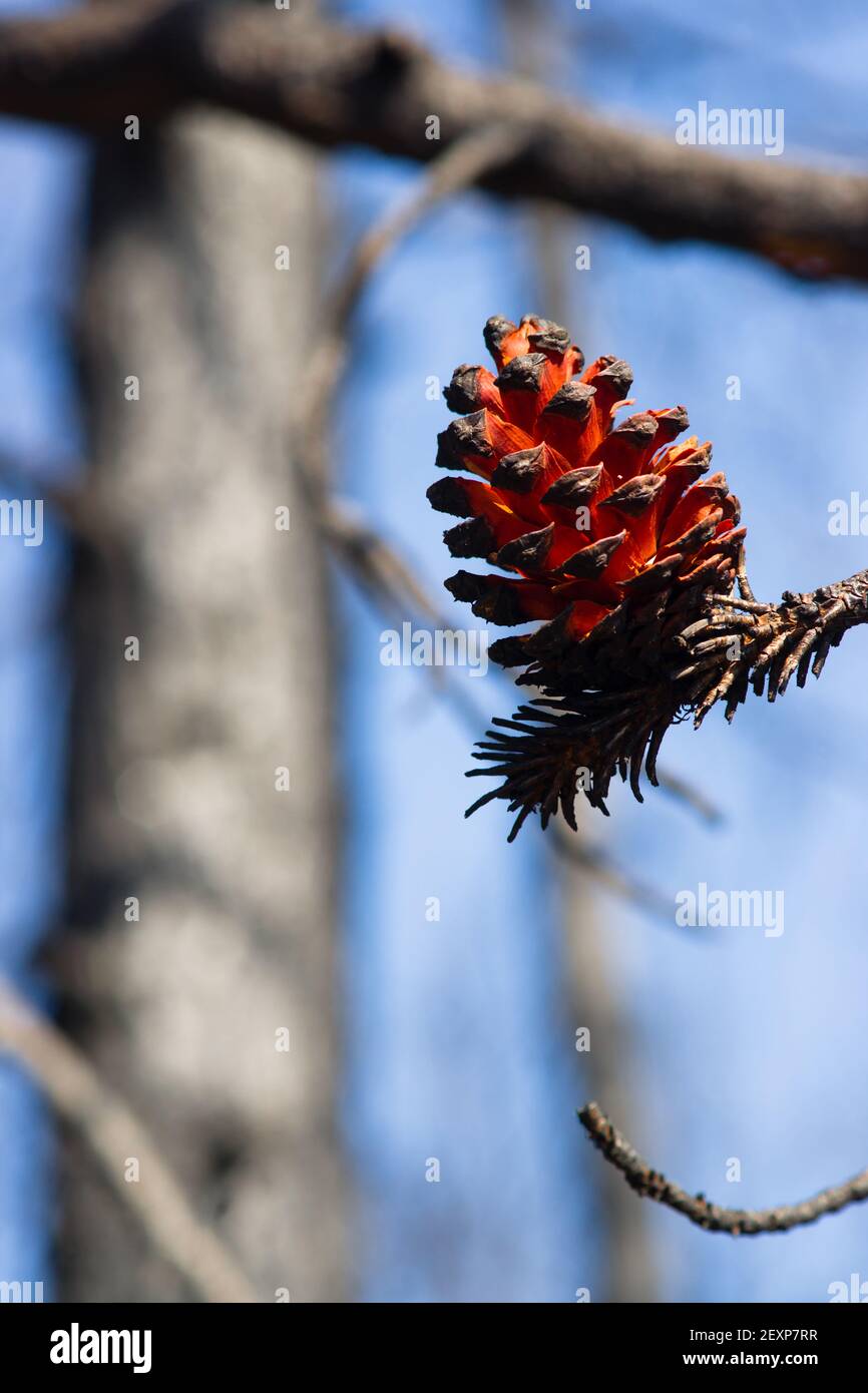 Extraordinary Forest Tree Pine Cone After Fire Stock Photo - Alamy