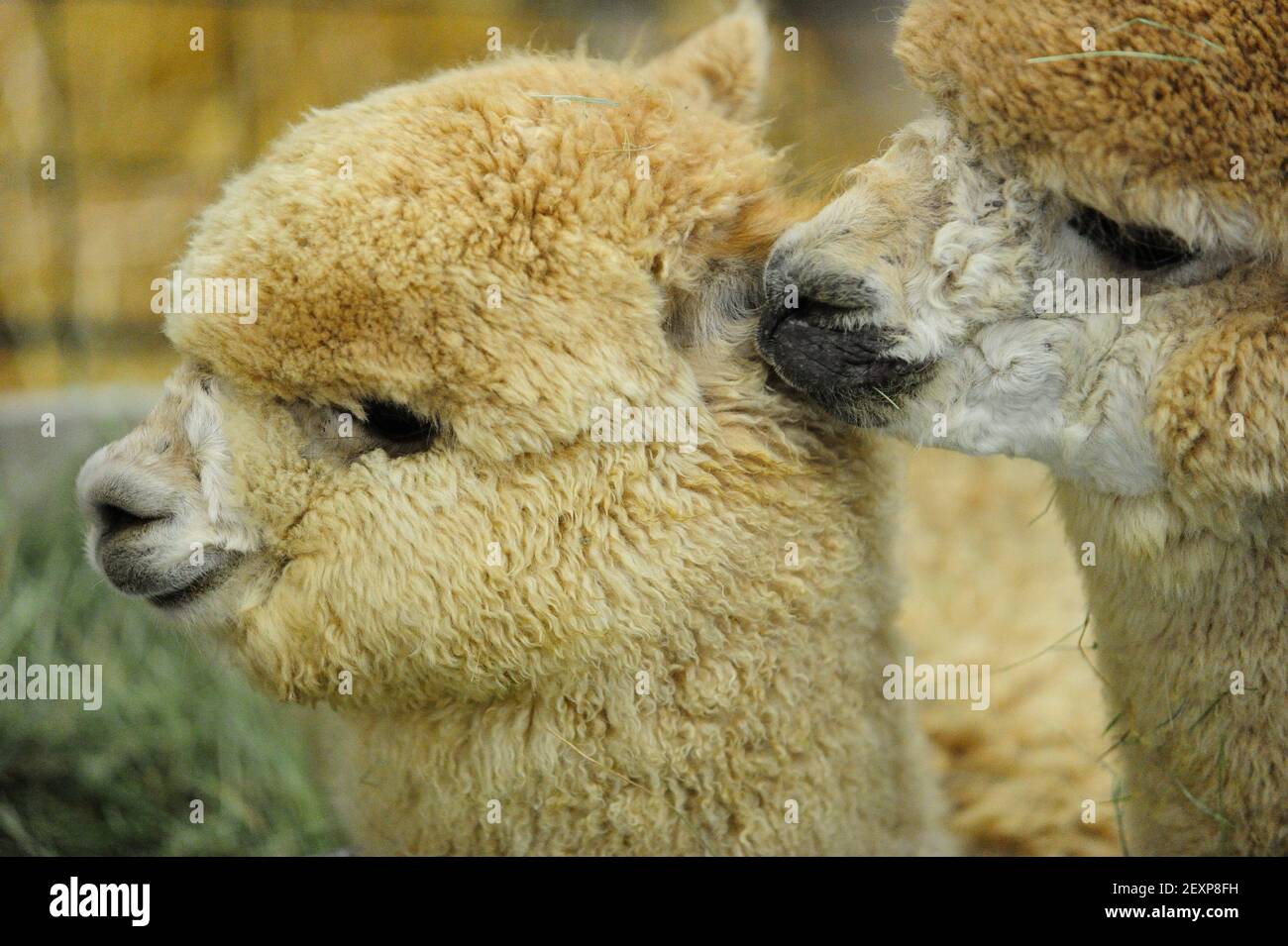 Alpacas hang out together before being Judged on April 5, 2014 at ...
