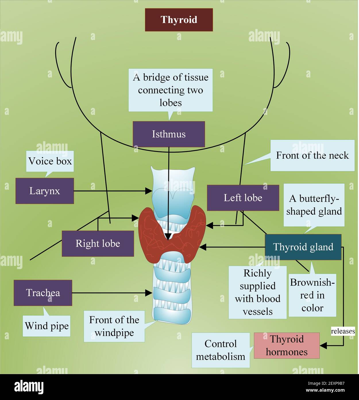 Thyroid Releases What Hormones at Harold Walters blog