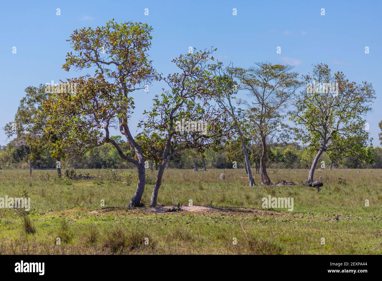 Some trees along the Transpantaneira in the northern Pantanal in Mato ...