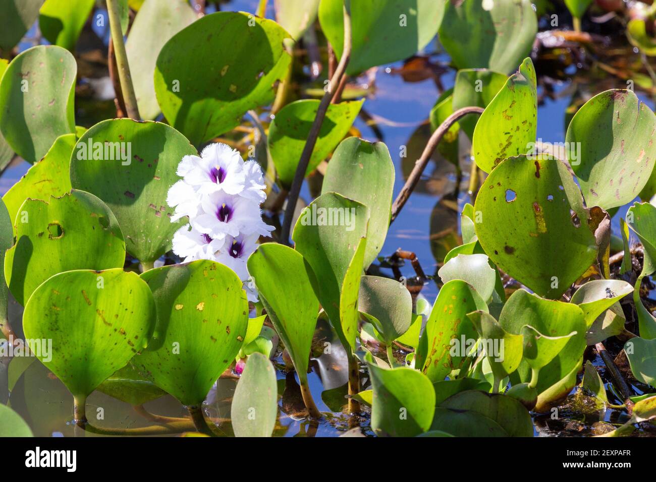 Flora of the pantanal hi-res stock photography and images - Alamy