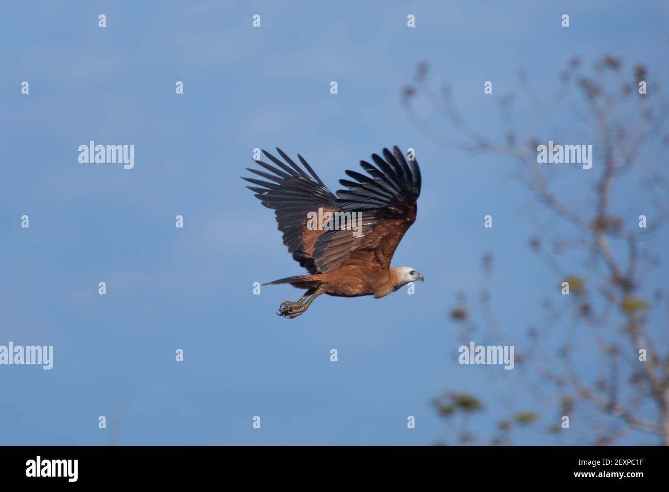 Flying Black-collared hawk in front of blue sky in the Pantanal in Mato ...