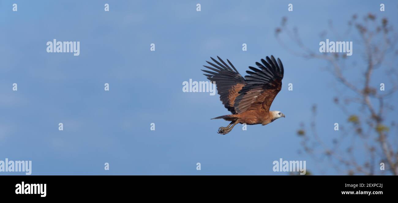 Balck-collared hawk in flight, seen in the northern Pantanal in Mato ...
