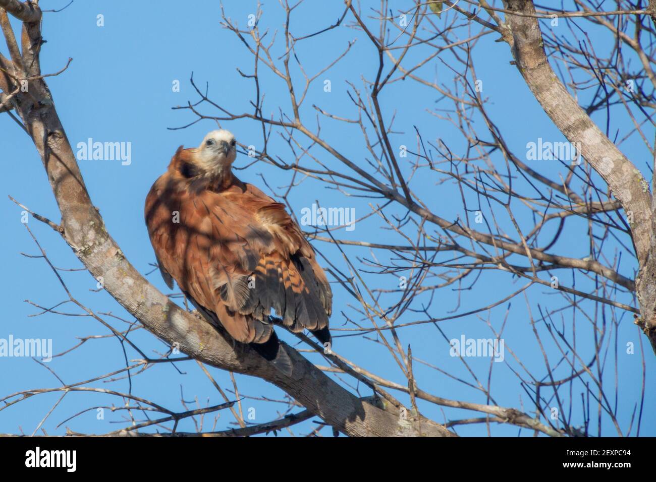 Black-collared hawk (Busarellus nigricollis) sitting in a tree in the ...