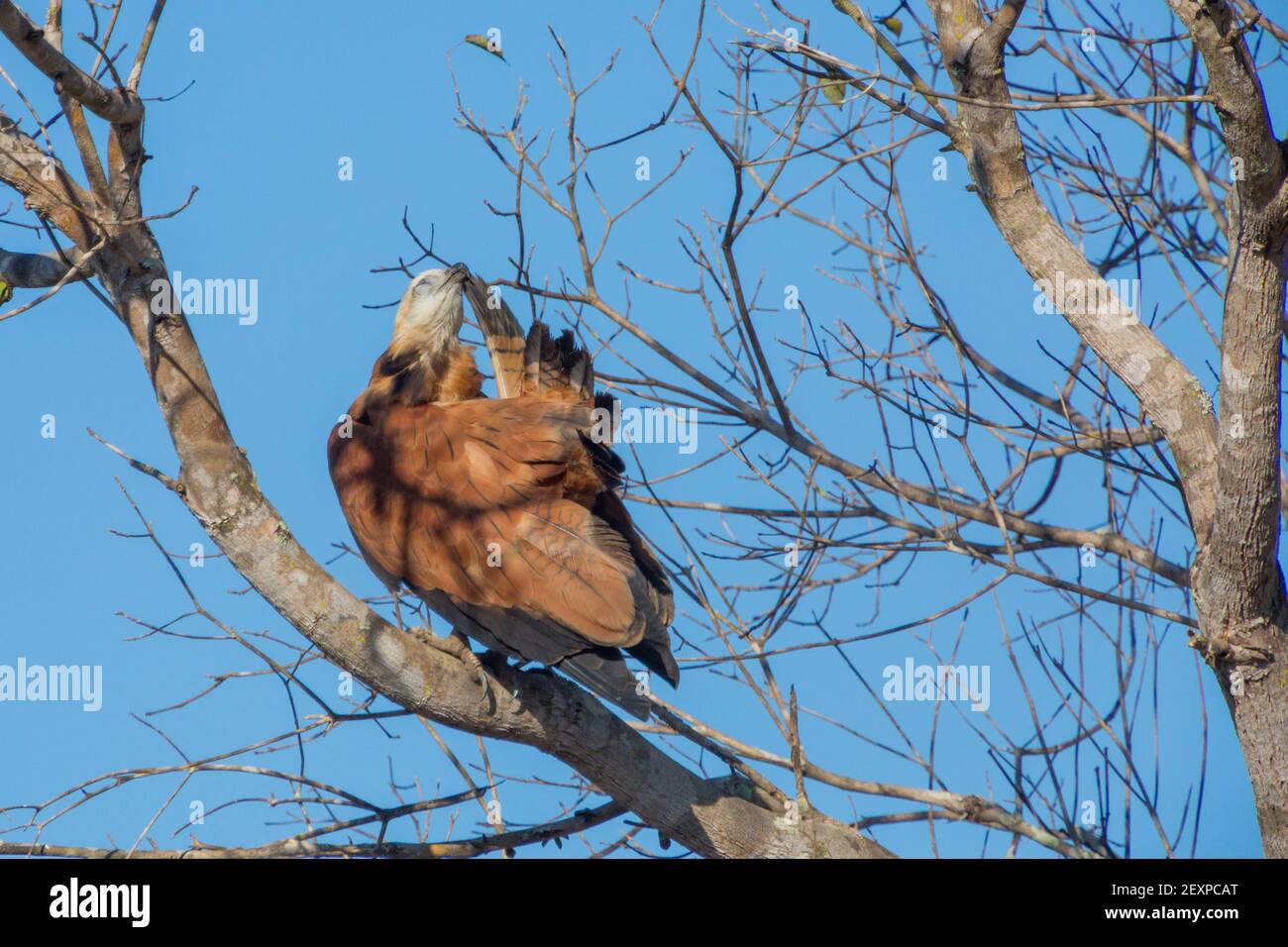 Brazilian Wildlife: Black-collared hawk (Busarellus nigricollis) in a ...