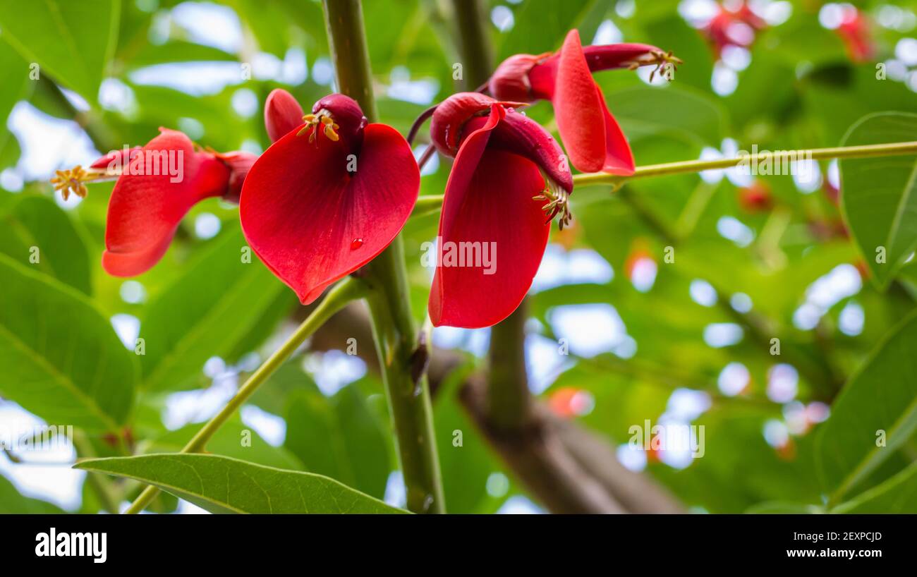 Cookspur coral tree hi-res stock photography and images - Alamy
