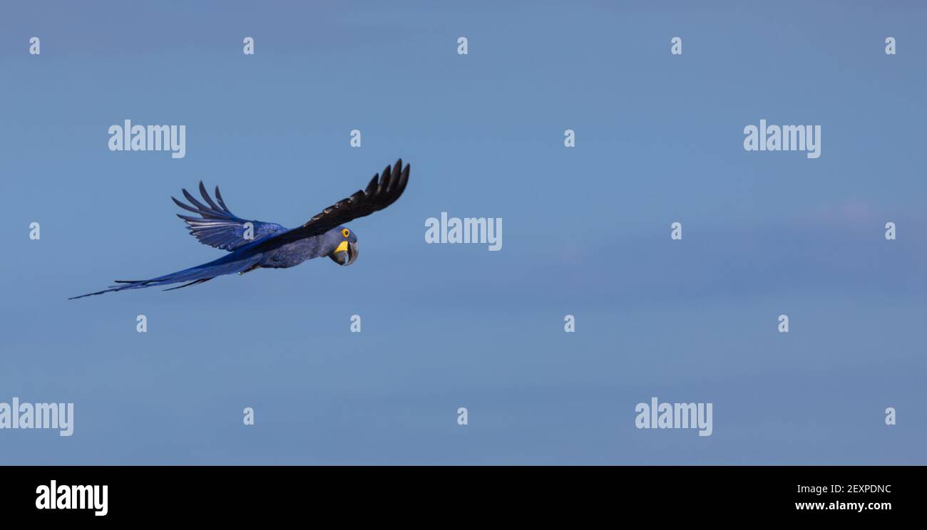 Brazilian Wildlife: The endangered Hyacinth Macaw flying through the ...