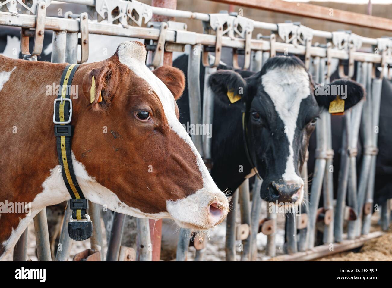 Head of a cow standing in a stall Stock Photo - Alamy