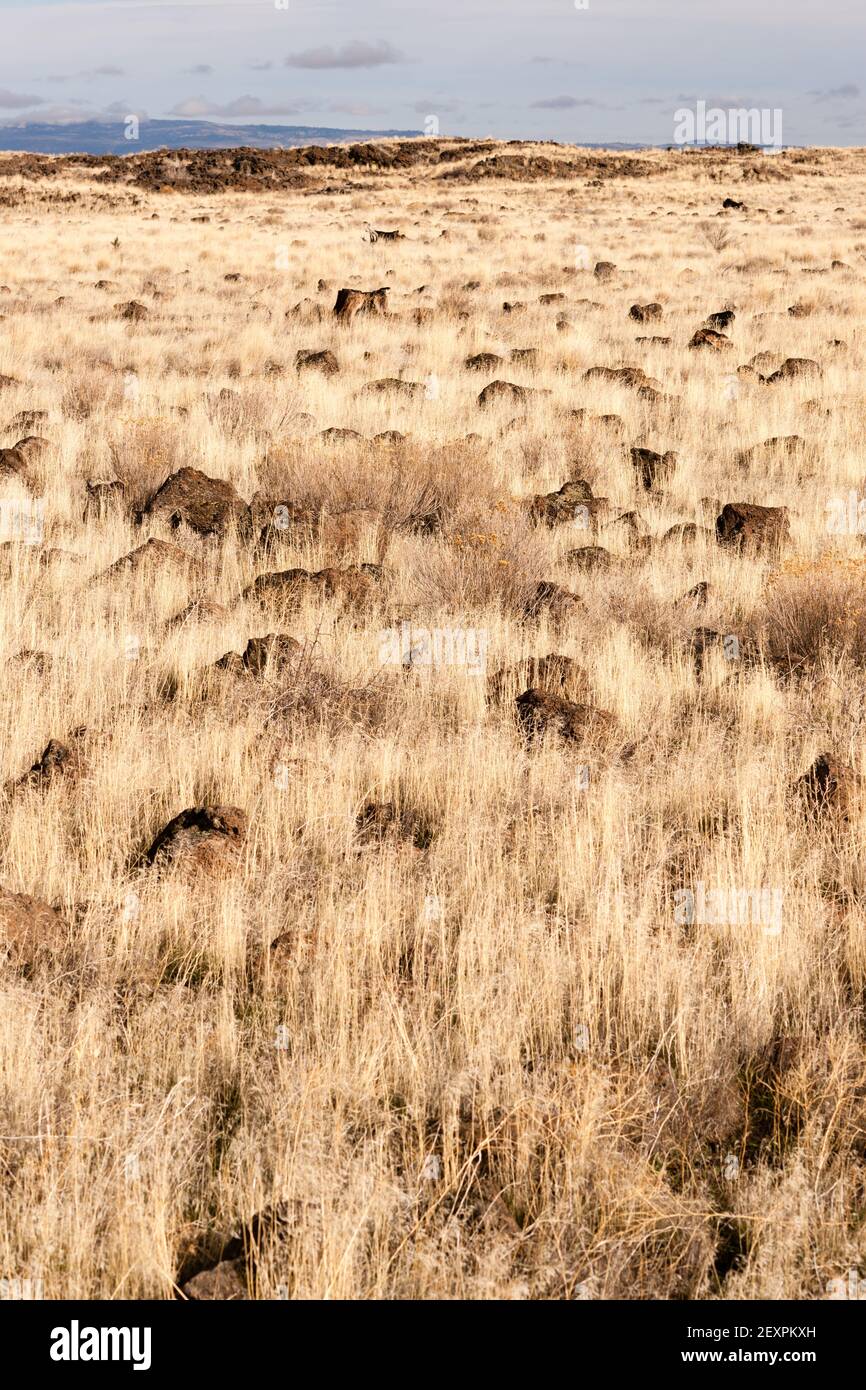 Lava Beds National Monument Rock Mounds Grassland Northern California ...