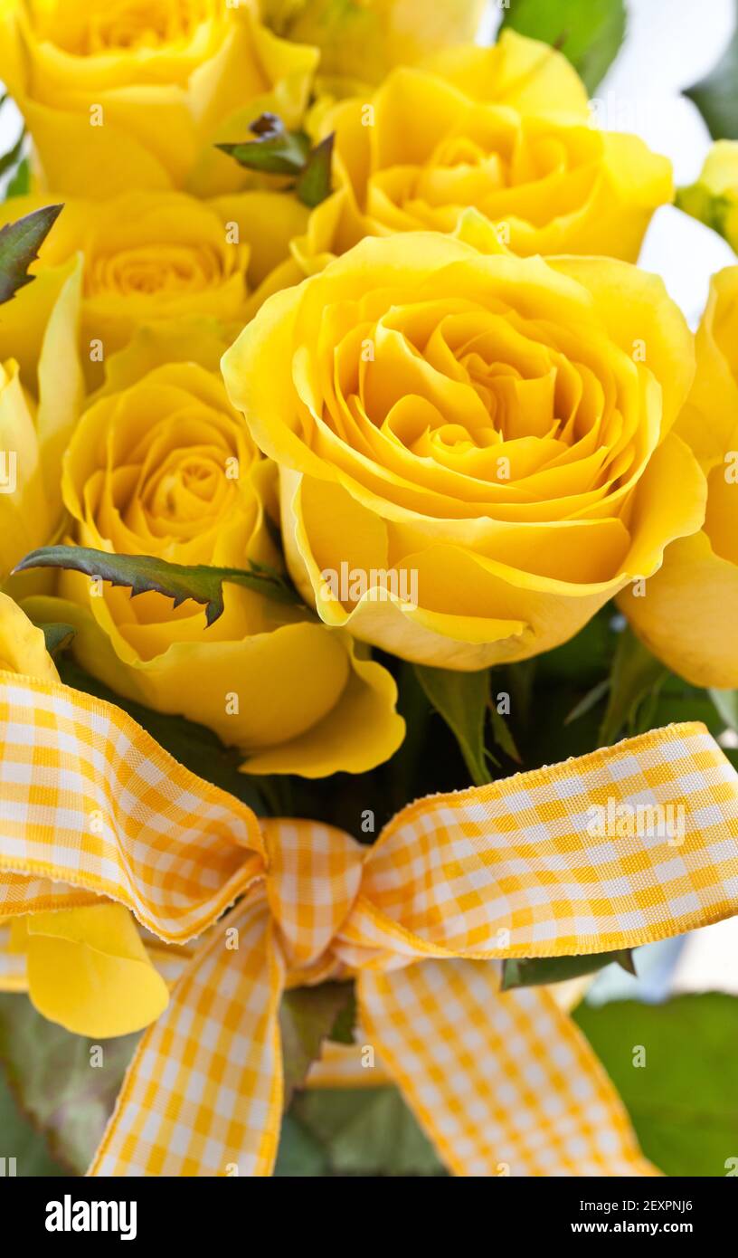Fresh yellow roses Stock Photo - Alamy