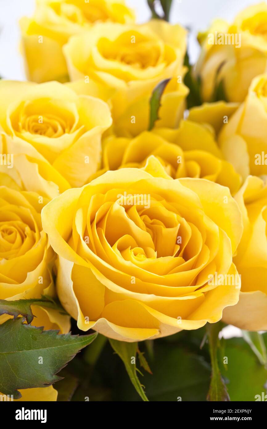 Fresh yellow roses Stock Photo - Alamy