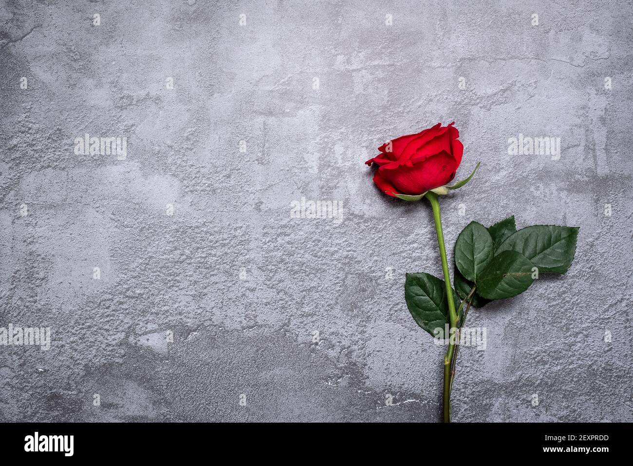 Red roses on a textured concrete surface with copy space and room for ...