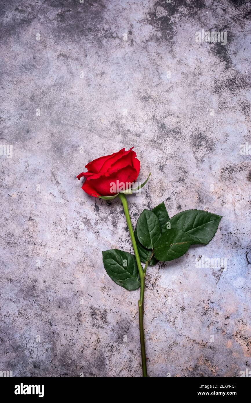 Red roses on a textured concrete surface with copy space and room for ...