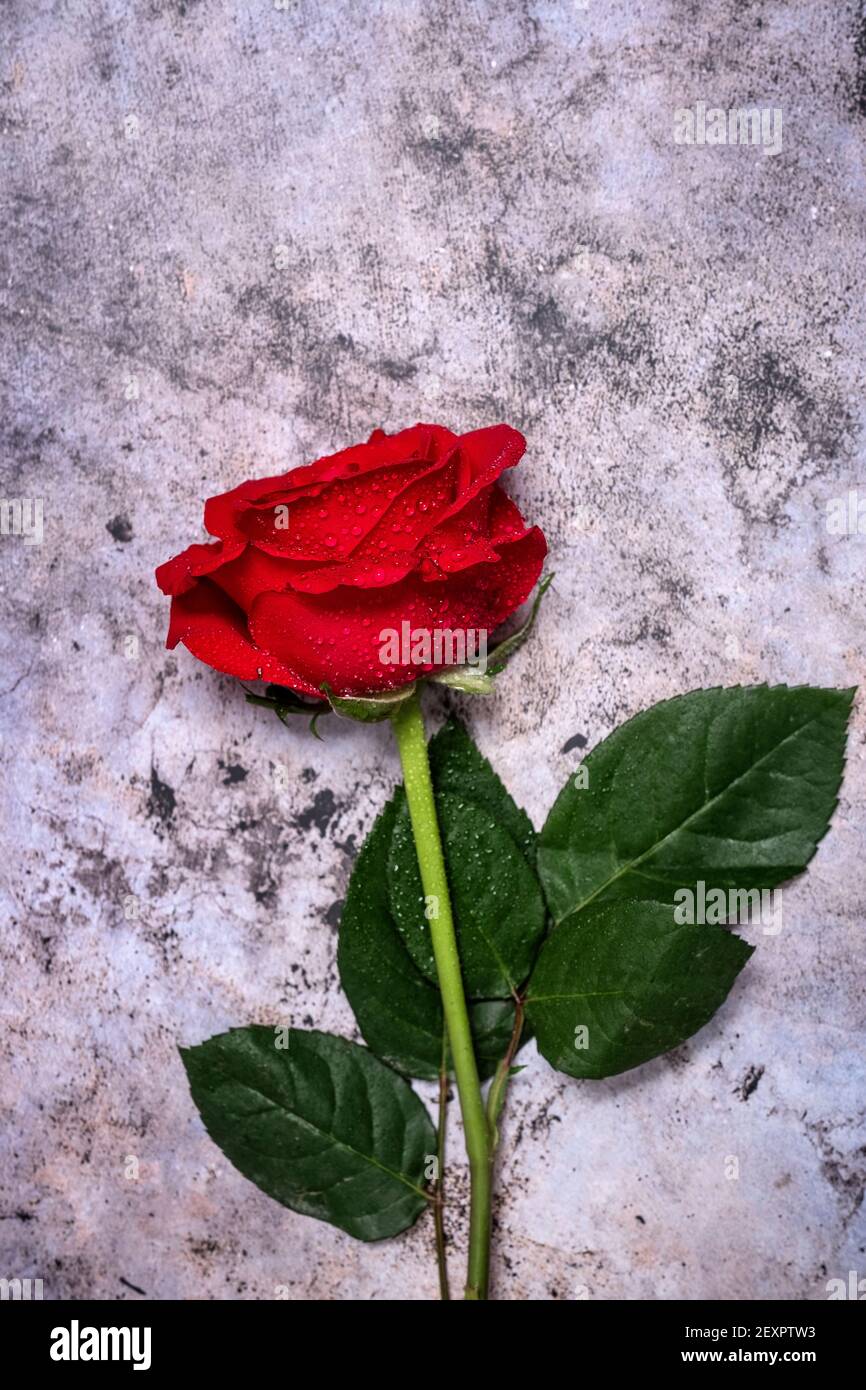 Red roses on a textured concrete surface with copy space and room for ...