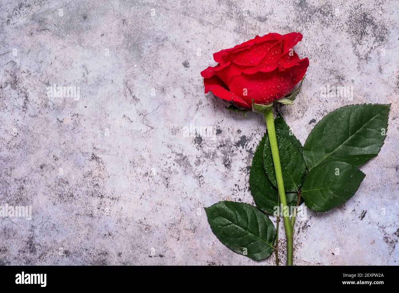 Red roses on a textured concrete surface with copy space and room for ...