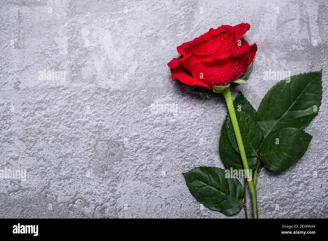 Red roses on a textured concrete surface with copy space and room for ...