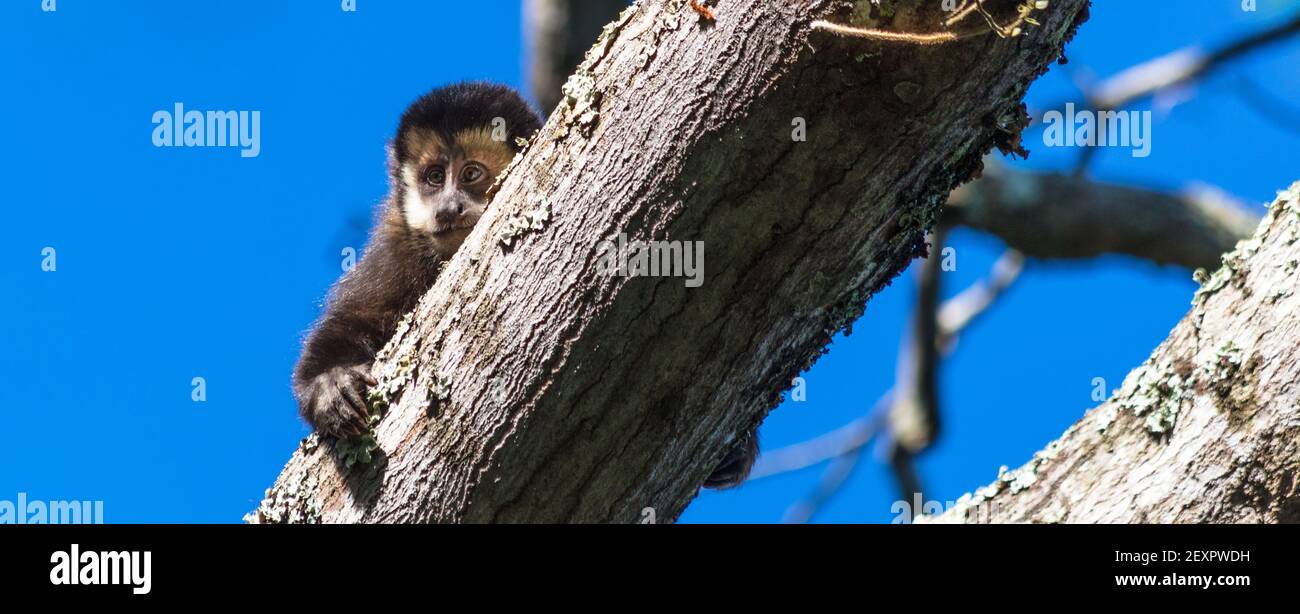 A low angle of an adorable fluffy capuchin monkey on the tree Stock ...