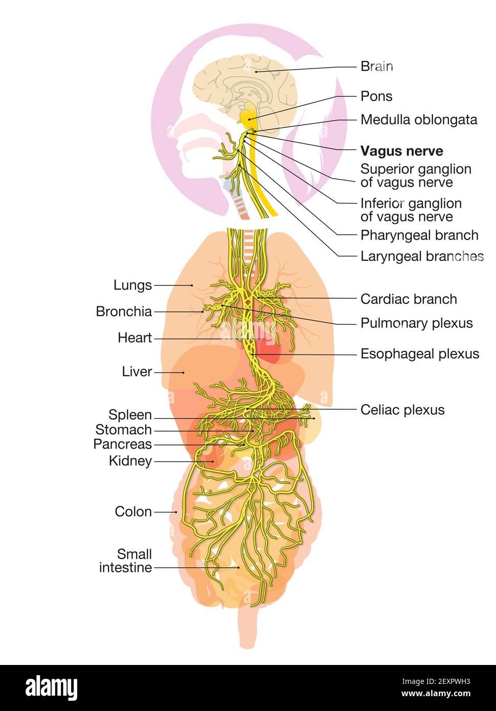 The 3D illustration showing brain and active vagus nerve (tenth cranial ...