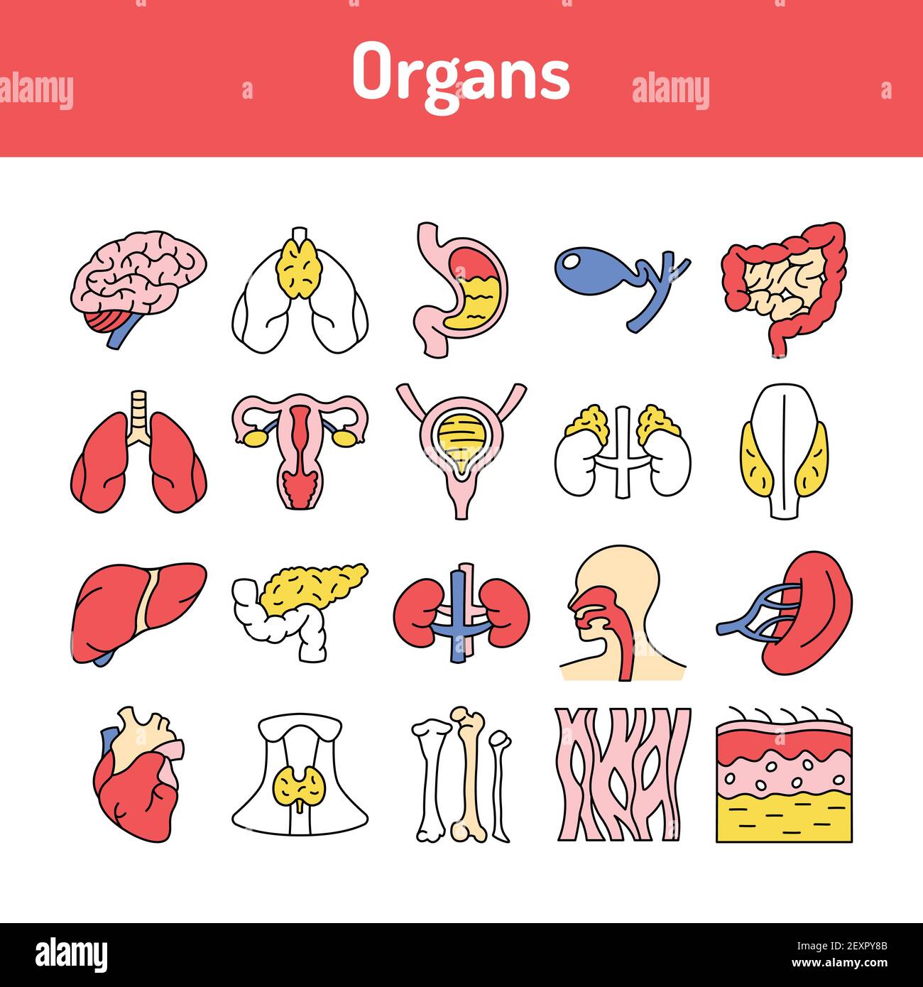 Organs line icons set. Isolated vector element. Outline pictograms for ...