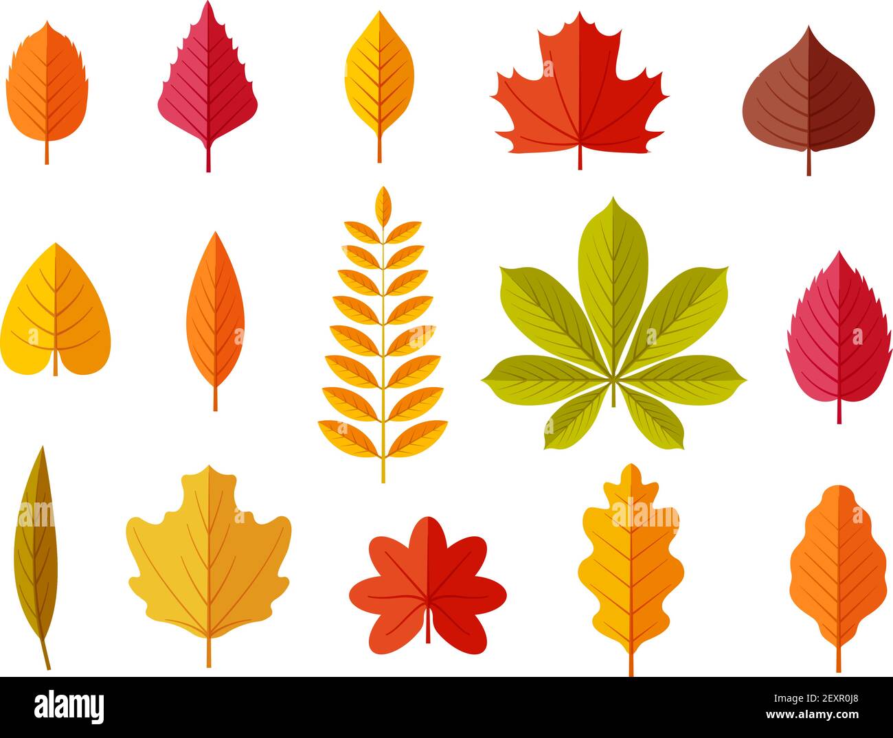 Fall leaves. Colorful autumn leaves, leaf chestnut elm oak, maple ...