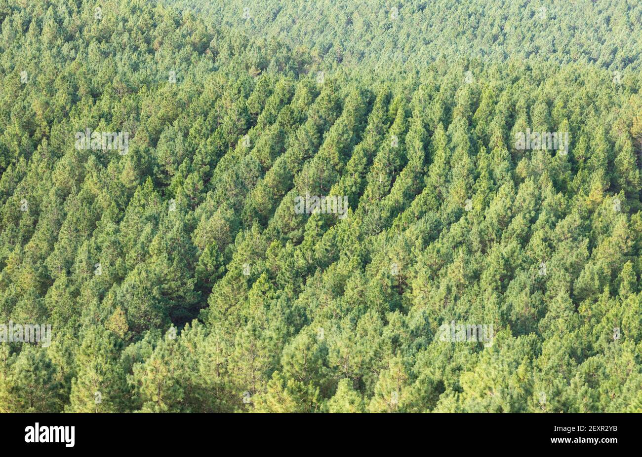 An aerial view of pine trees in a forest Stock Photo - Alamy