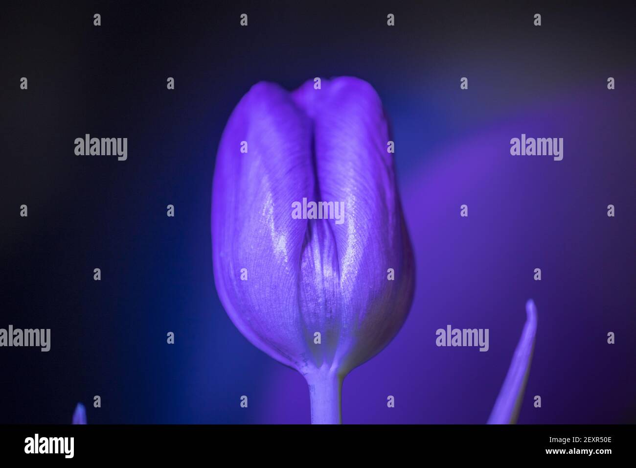A closeup of a beautiful purple tulip flower illuminated by light in a ...