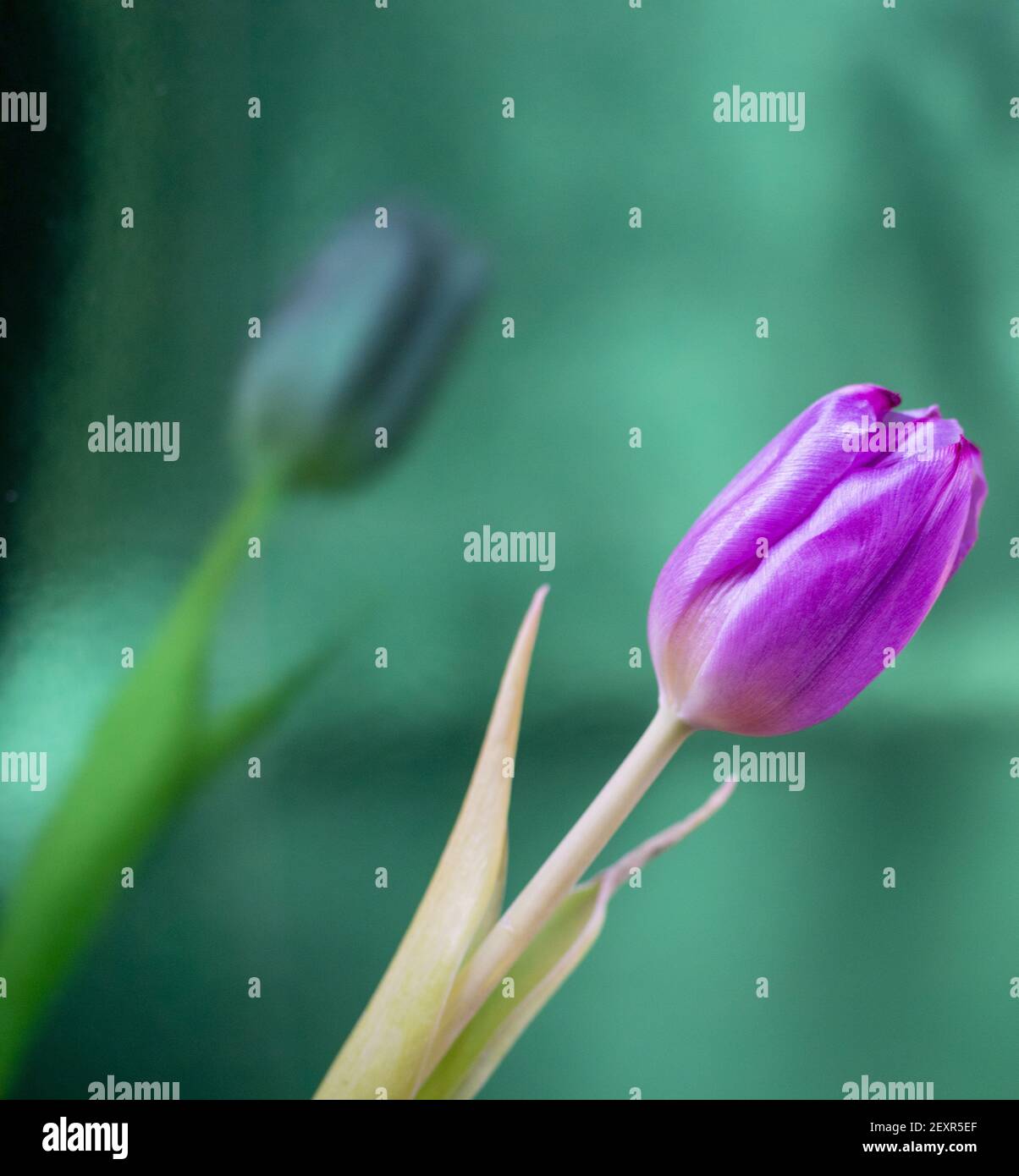 A closeup of a beautiful purple tulip flower illuminated by light in a ...