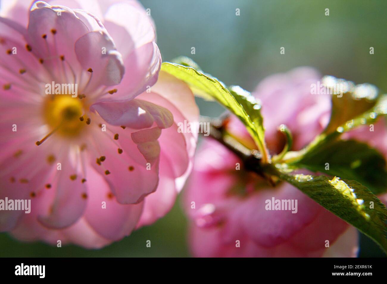 Blossomed almond flower in delicate pink. It exudes its sweet fragrance ...