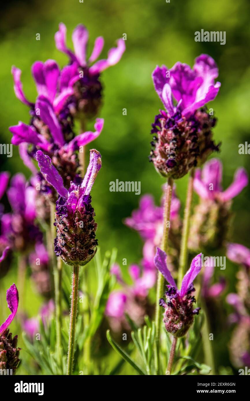 A closeup vertical shot of violet blooming Lavender flowers in a field ...