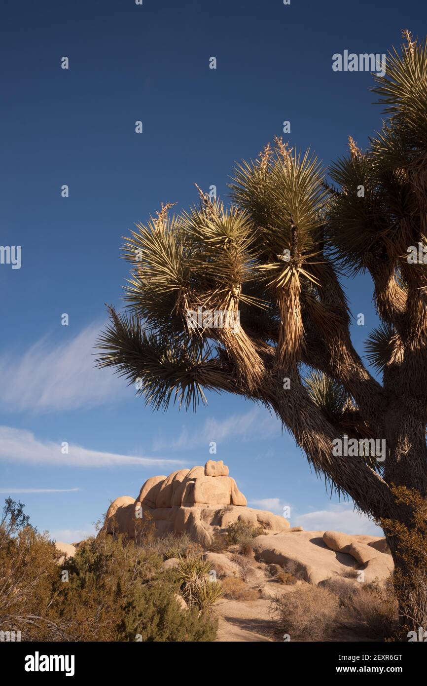 Joshua Tree Sunrise Cloud Landscape California National Park Stock ...