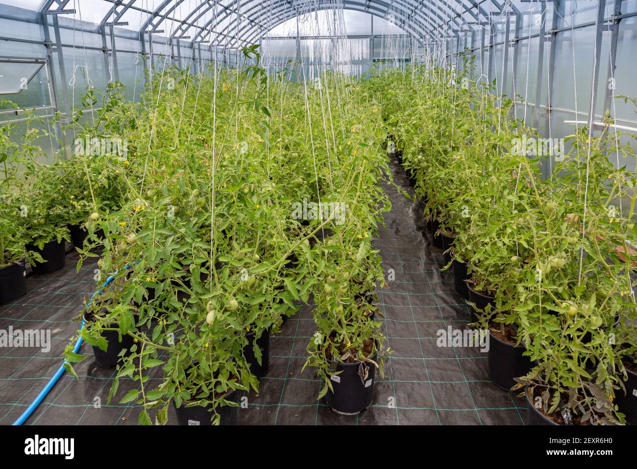 reproduction of a new tomato variety in a greenhouse Stock Photo - Alamy