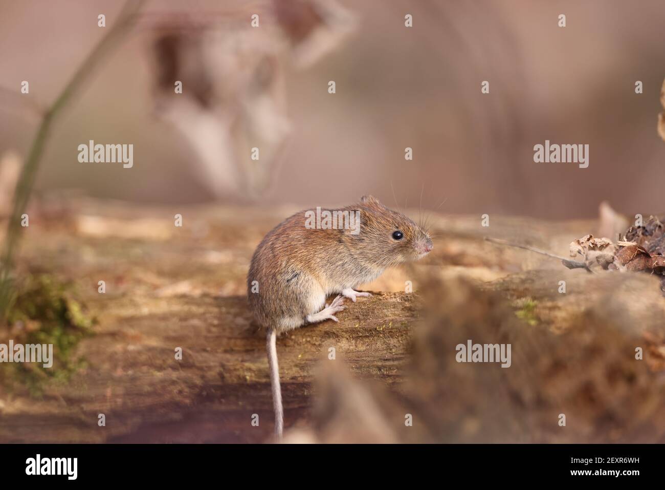 bank vole (Myodes glareolus; formerly Clethrionomys glareolus Stock ...