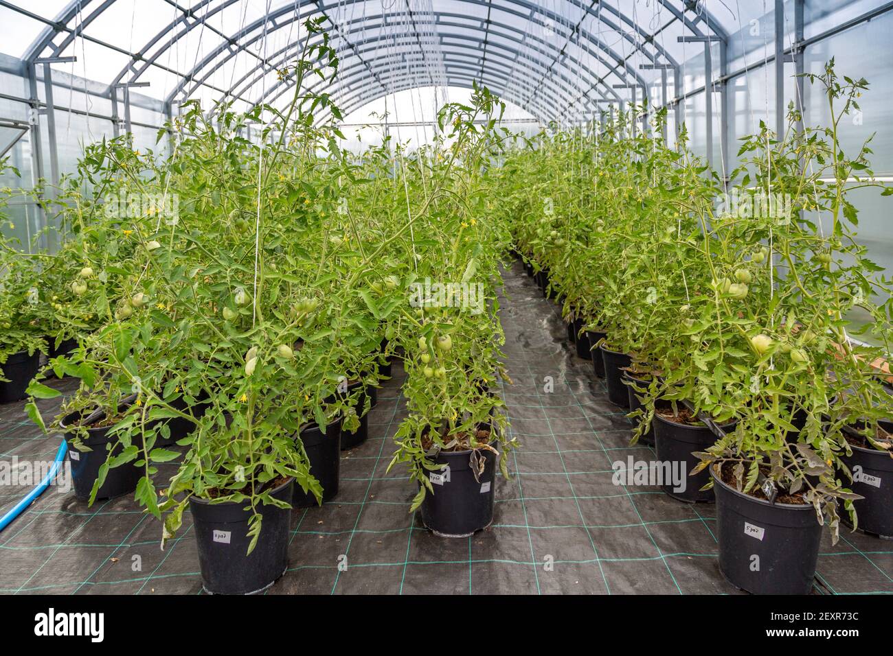 reproduction of a new tomato variety in a greenhouse Stock Photo - Alamy