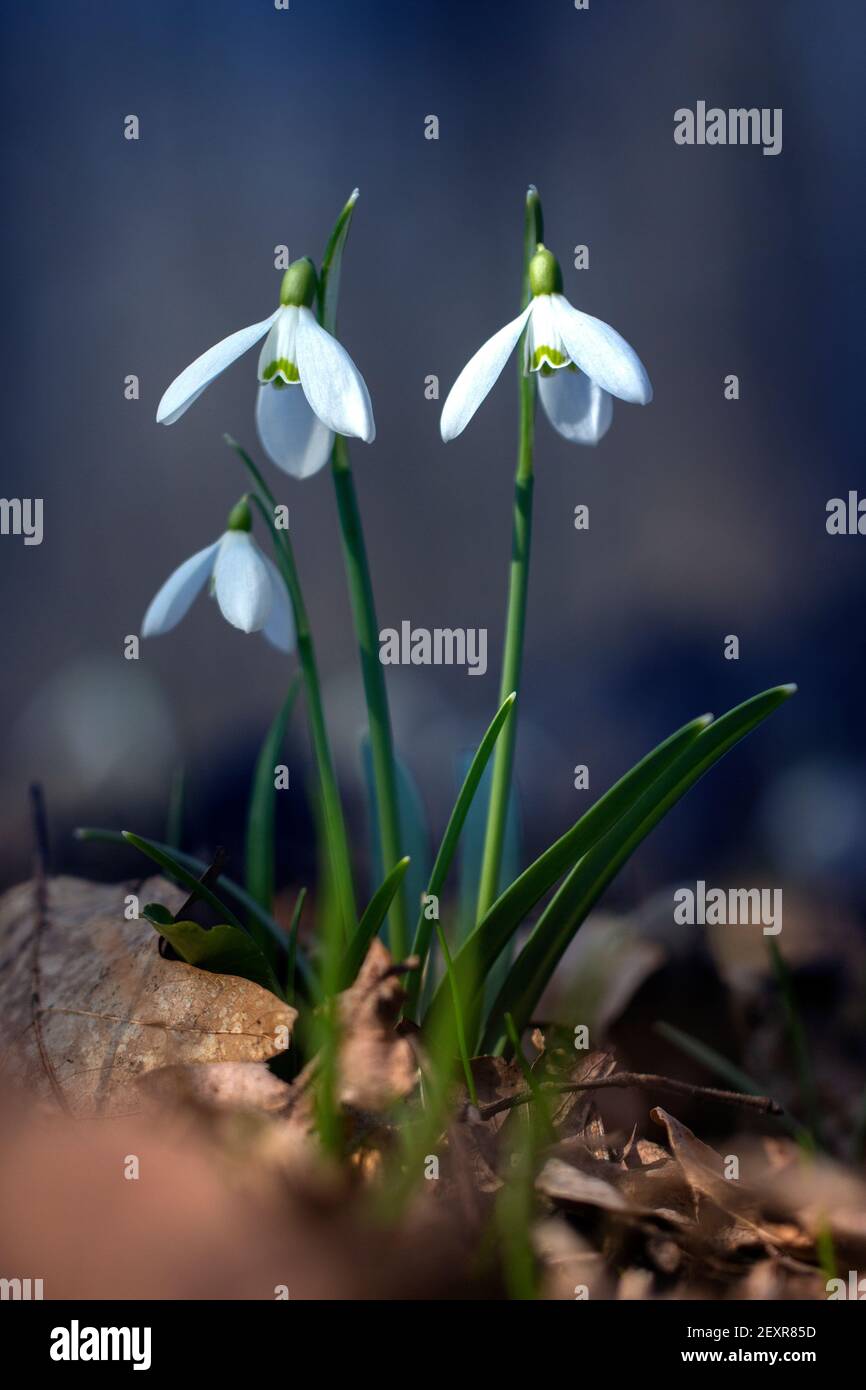 Galanthus snowdrop, selective focus. Rare plant. A wonderful gift for ...