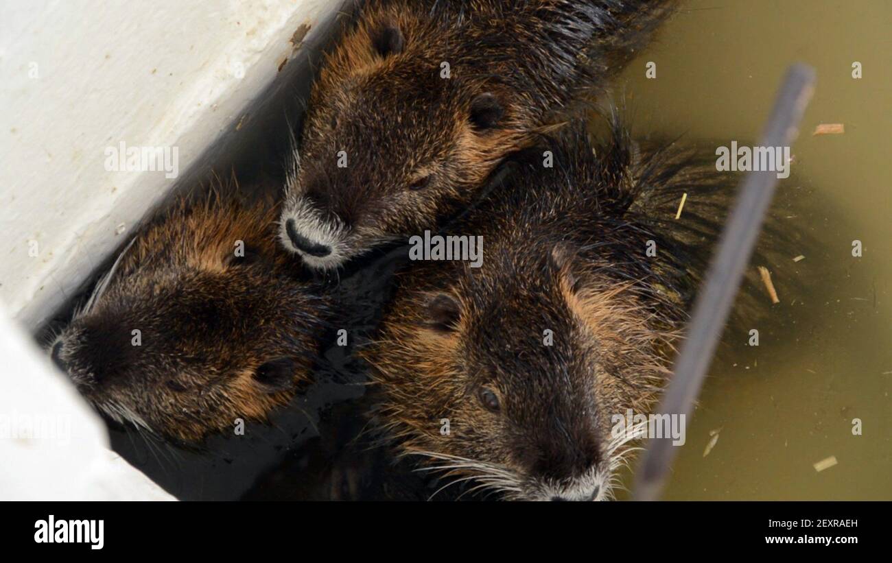 Nutria are rodents native to South America that were brought to ...