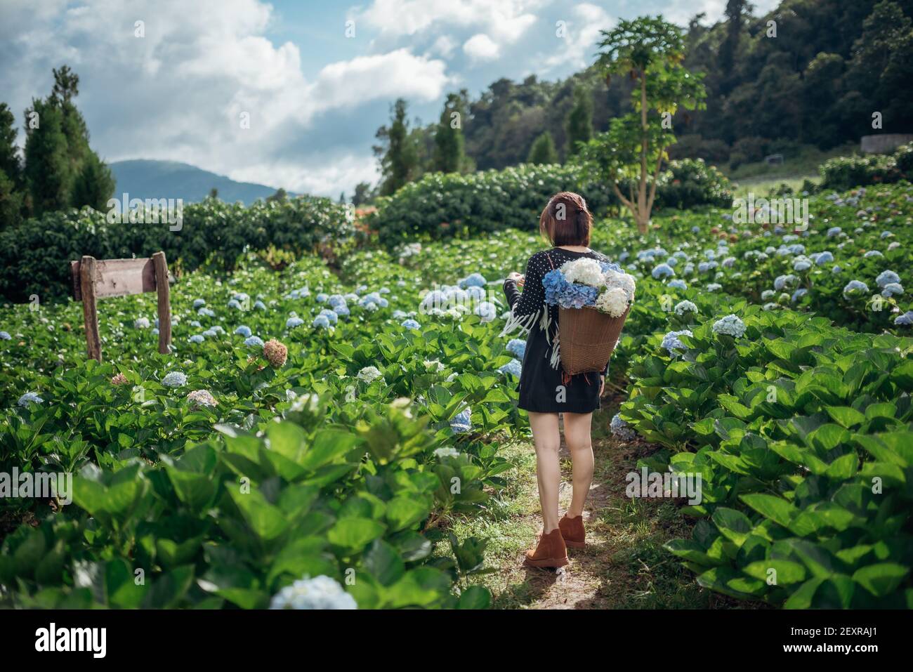 The scenery of a happy tourist in a hydrangea flower field at Khun Pae ...