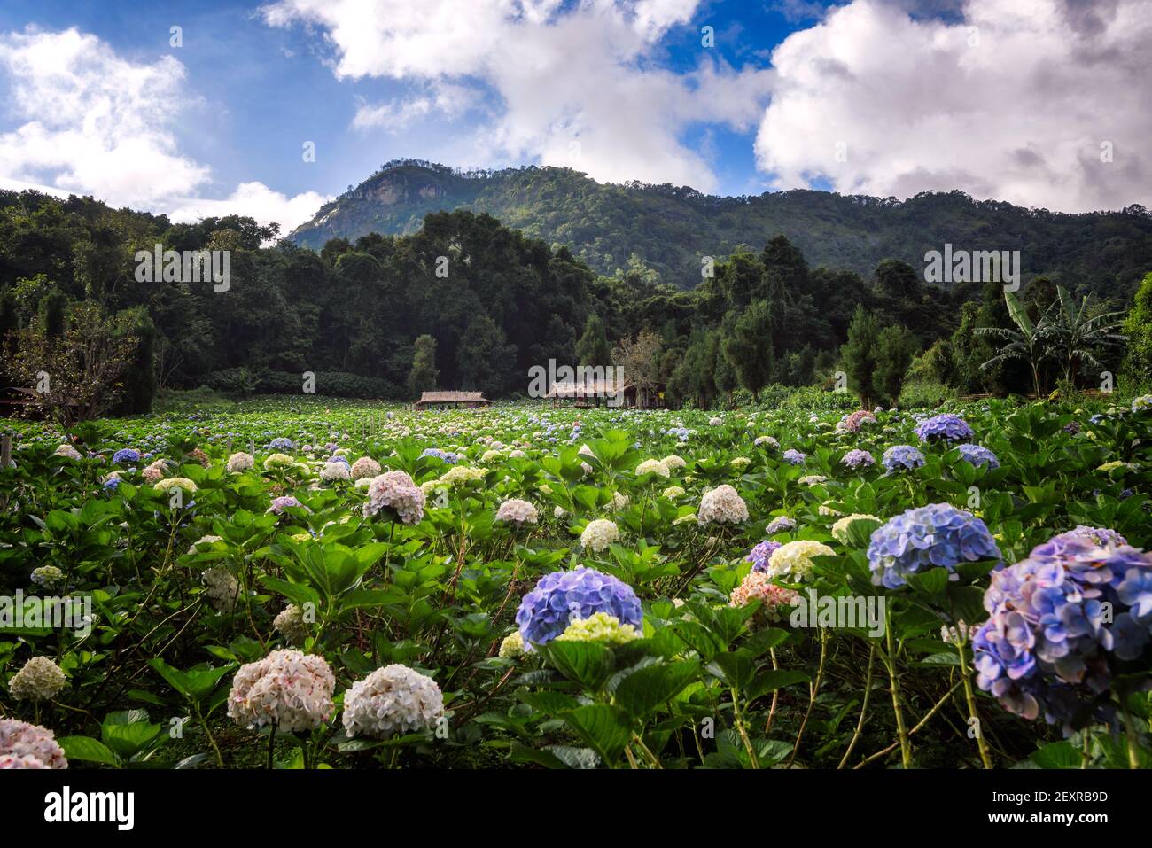 The beautiful scenery of the Hydrangea flower field at Khun Pae, Chiang ...