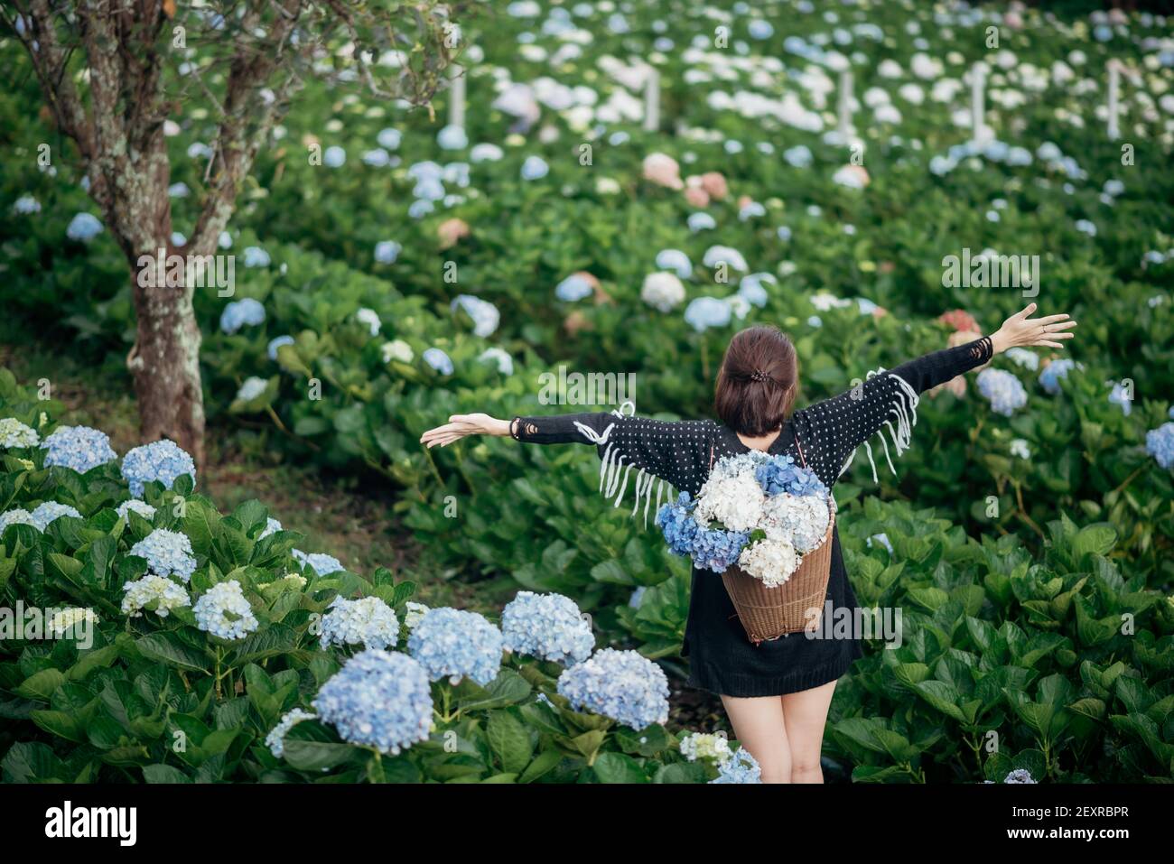 Hydrangea field hi-res stock photography and images - Alamy