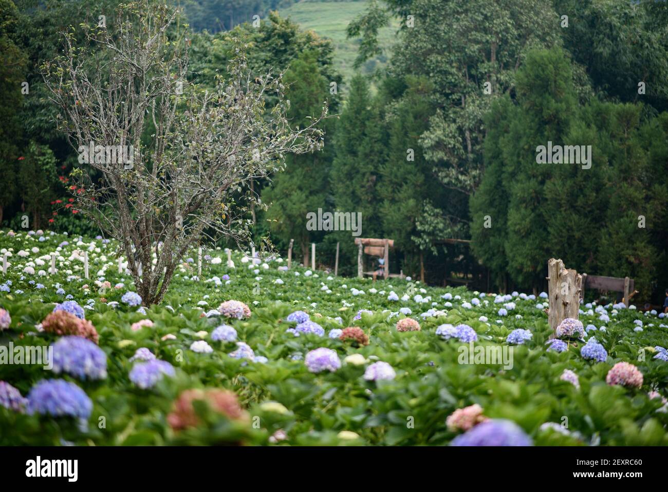 The beautiful scenery of the Hydrangea flower field at Khun Pae, Chiang ...