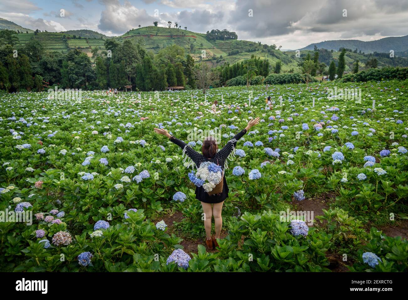 The scenery of a happy tourist in a hydrangea flower field at Khun Pae ...