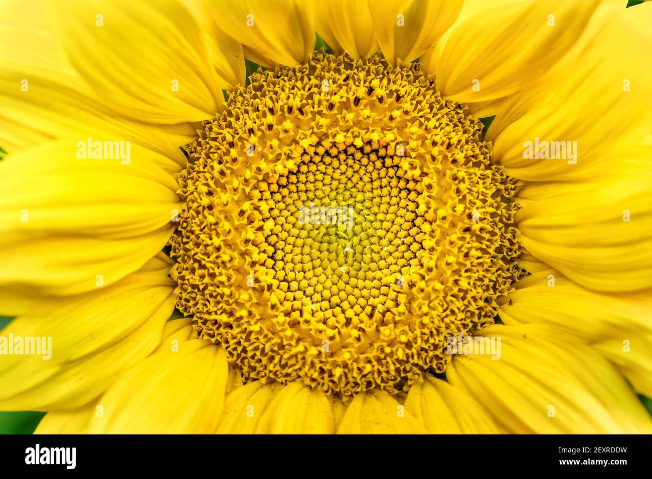 Spiral inflorescence hi-res stock photography and images - Alamy